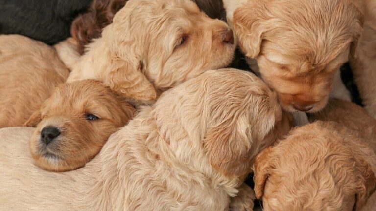 Labradoodle Generations: A Complete Guide For Dog Lovers | Hidden ...