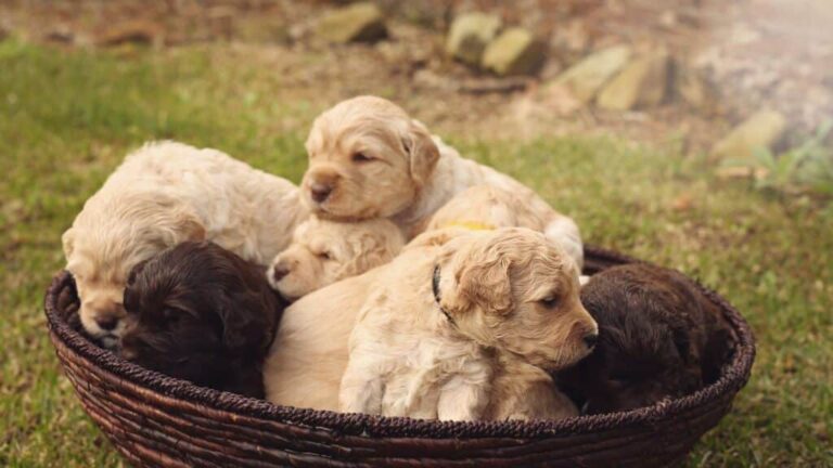 How To Choose An Ethical Dog Breeder? | Hidden Springs Labradoodles