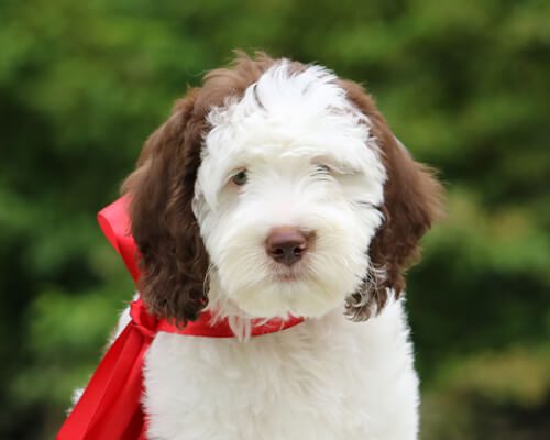Labradoodle Picture Gallery | Hidden Springs Labradoodles