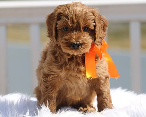 Labradoodle Picture Gallery | Hidden Springs Labradoodles