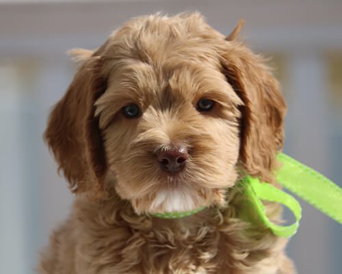 Labradoodle Picture Gallery | Hidden Springs Labradoodles