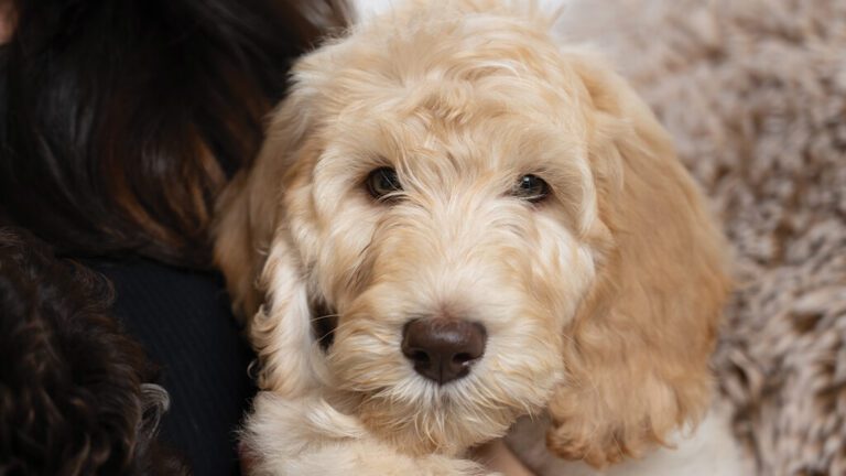 Do Labradoodles Shed? | Hidden Springs Labradoodles